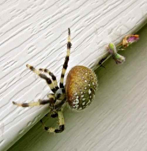 Real Spooky Orb Weaver Pumpkin Spiders - HubPages