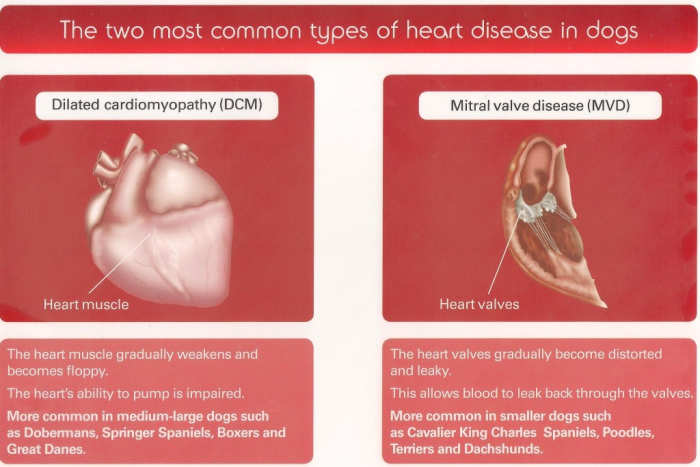 Coughing in Dogs May Signal Heart Disease - HubPages