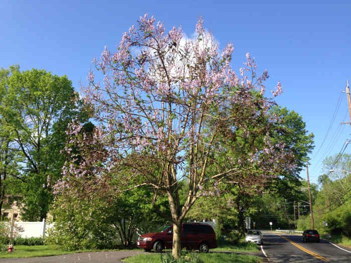 Royal Empress Tree - HubPages