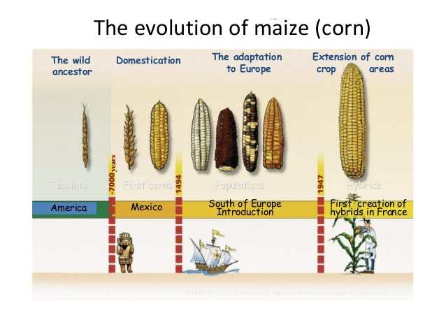 Early plant breeding from wild to domesticates-A trek to evolutionary ...