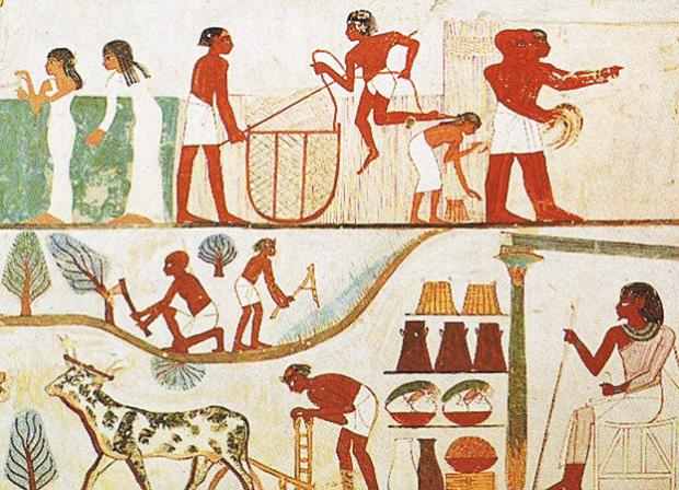Early plant breeding from wild to domesticates-A trek to evolutionary ...