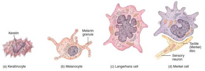 5 Layers And Cells of the Epidermis - HubPages