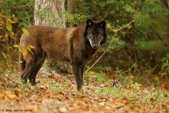 20 Endangered Wolves That Could Go Extinct - HubPages