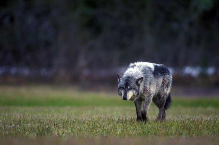 20 Endangered Wolves That Could Go Extinct - HubPages