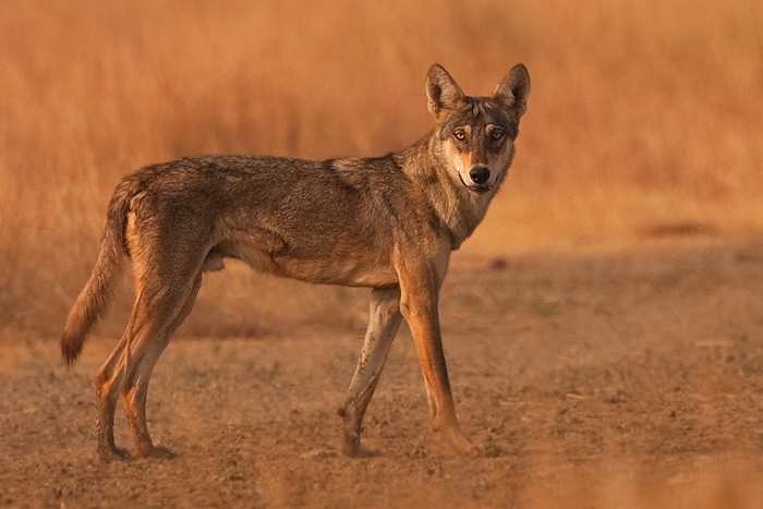 20 Endangered Wolves That Could Go Extinct - HubPages