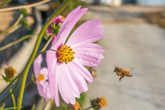 How Do Honey Bees Fly and Other Facts About Honey Bee Flight - HubPages