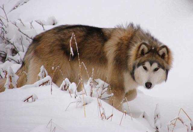 11 Best Wolf Dog Breeds - HubPages