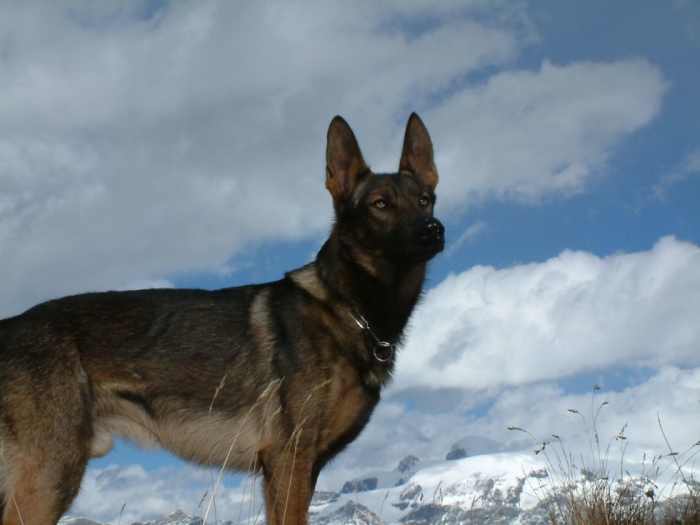 11 Best Wolf Dog Breeds - HubPages