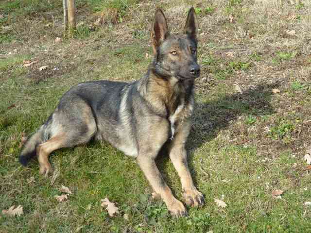 11 Best Wolf Dog Breeds - HubPages