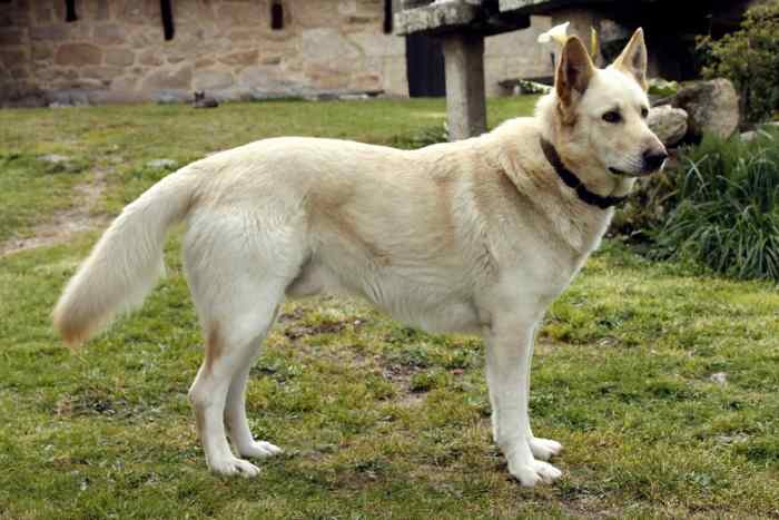 11 Best Wolf Dog Breeds - HubPages