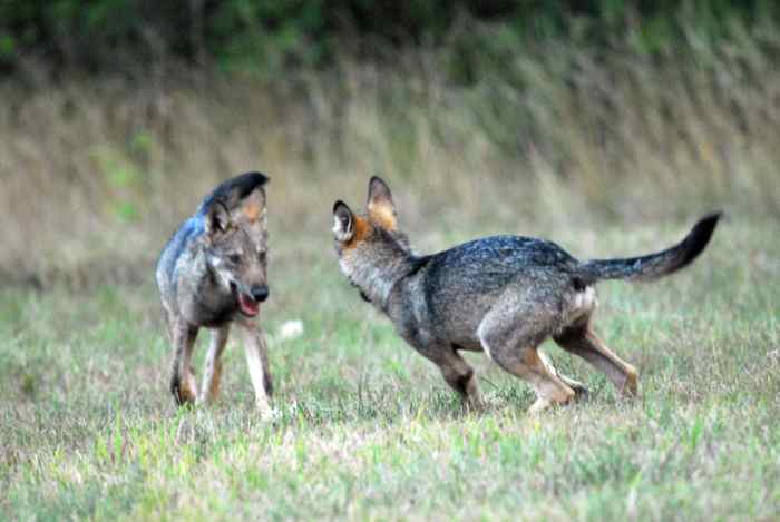 11 Best Wolf Dog Breeds - HubPages