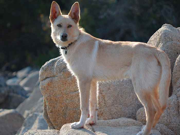 11 Best Wolf Dog Breeds - HubPages