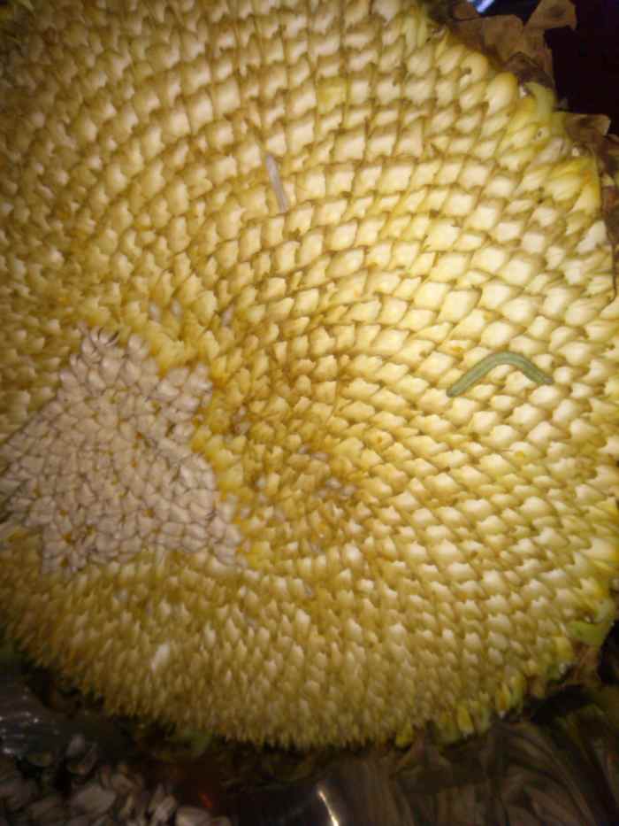 How to Process Sunflowers for Seed Saving or Roasting - HubPages