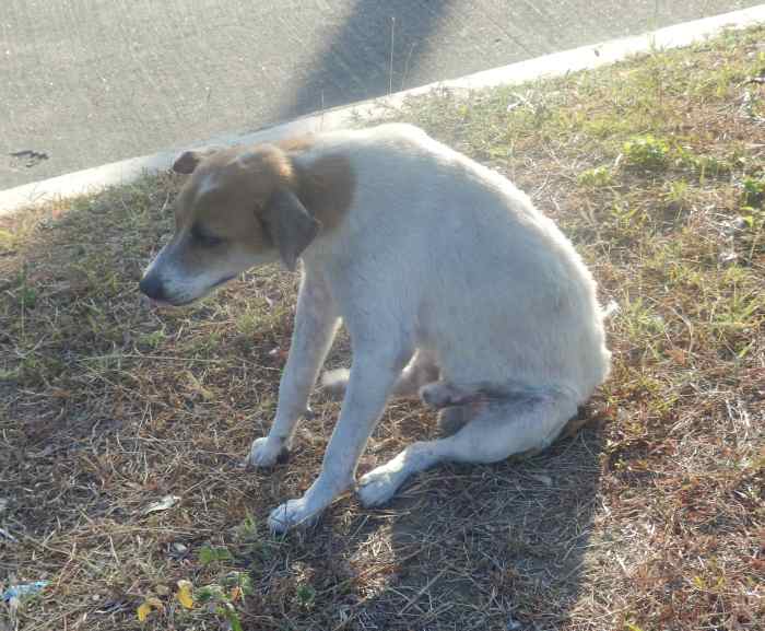 How To Take Care of the Aspin - HubPages