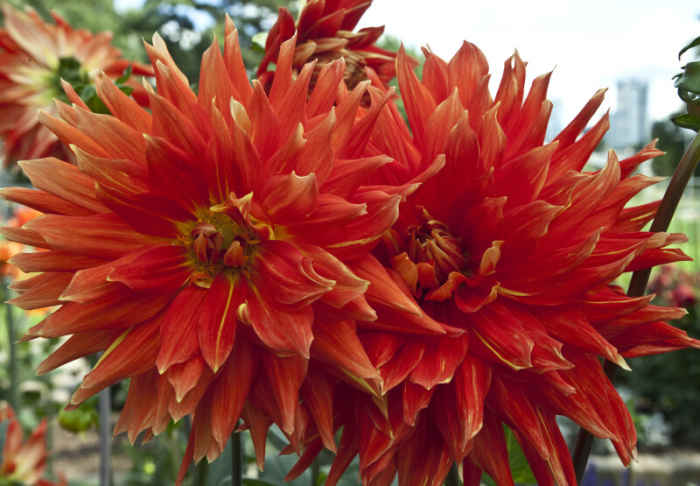 Flowers - HubPages