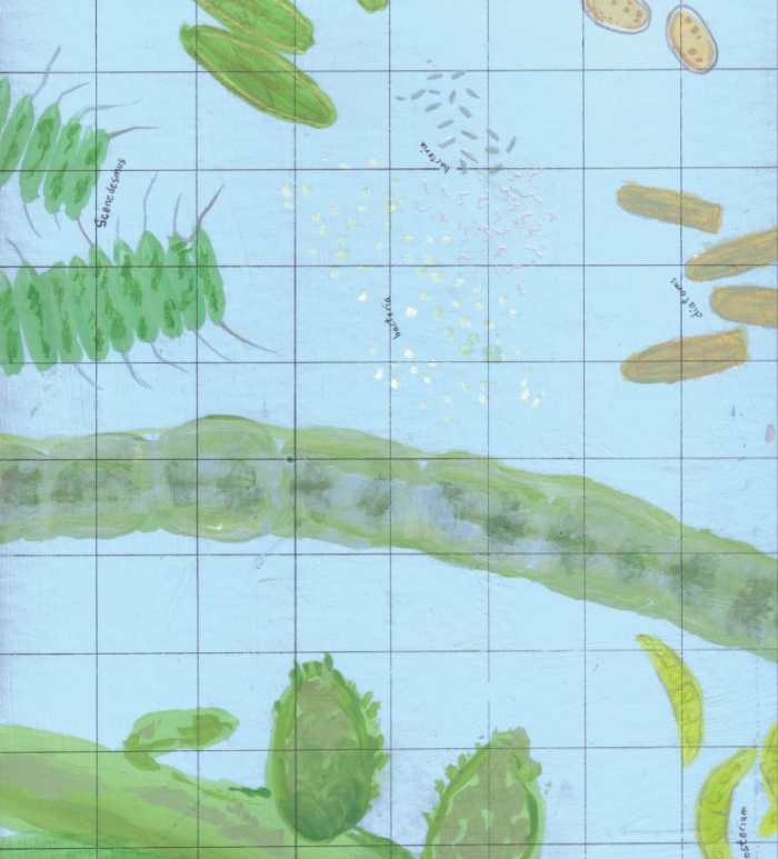 Protozoa and Bacteria STEM Lesson Plan for Middle School Biology - HubPages