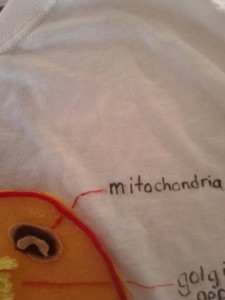 Animal Cell T-Shirt: Wear Your Biology Project to School - HubPages