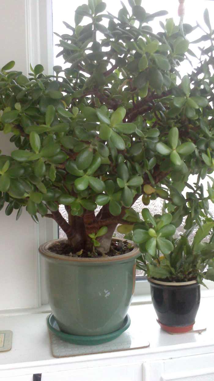 How to Grow and Look After a Money Tree Plant With Flowers - HubPages