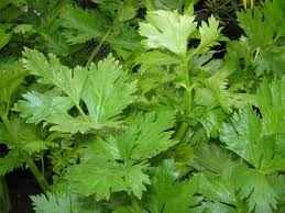 Philippine Kinchay: Small but Terrible Oriental Herb - HubPages