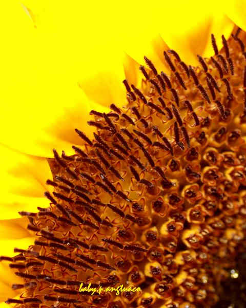 Guess What? Close up Photos of Some Common and Natural Objects - HubPages