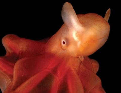 Dumbo Octopus: Fun Facts, Pictures & Information - HubPages