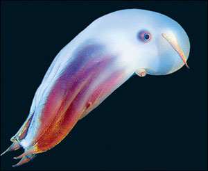 Dumbo Octopus: Fun Facts, Pictures & Information - HubPages