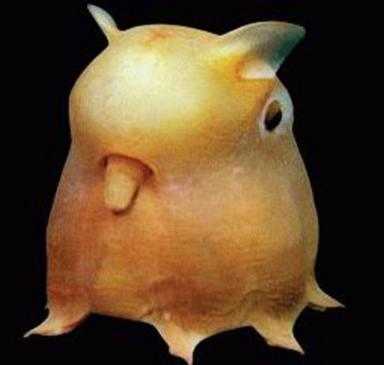 Dumbo Octopus: Fun Facts, Pictures & Information - HubPages