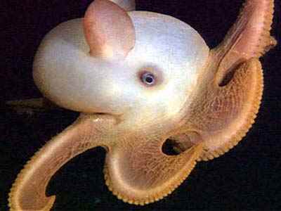 Dumbo Octopus: Fun Facts, Pictures & Information - HubPages