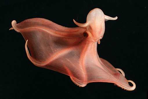 Dumbo Octopus: Fun Facts, Pictures & Information - HubPages