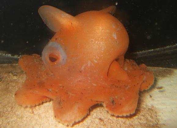Dumbo Octopus: Fun Facts, Pictures & Information - HubPages
