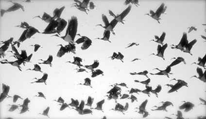 The Legend of The Sluagh: A Story of Ghostly Spirits, Deadly Souls and ...