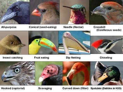 The Unique Characteristics of Birds - HubPages