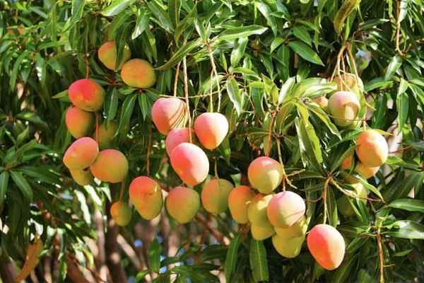 Fruits Found in the Philippines - HubPages