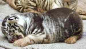 All the colors of the... Tiger? - HubPages