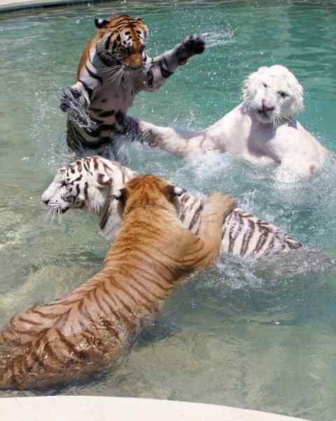 All the colors of the... Tiger? - HubPages