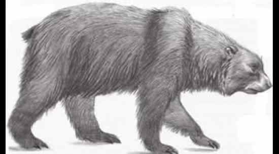 The Short Faced Bear - HubPages