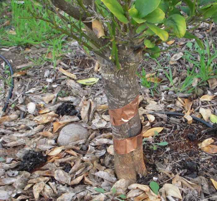 Key Lime Tree - HubPages