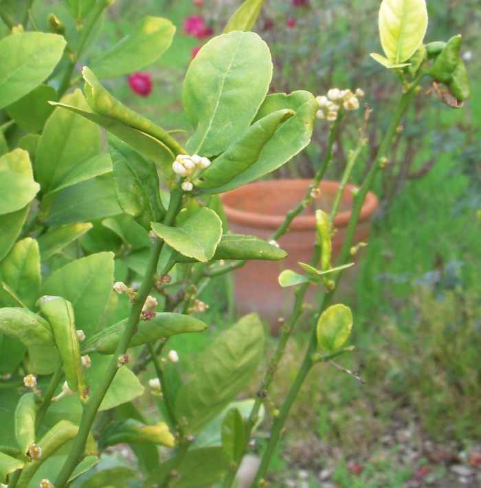Key Lime Tree - HubPages
