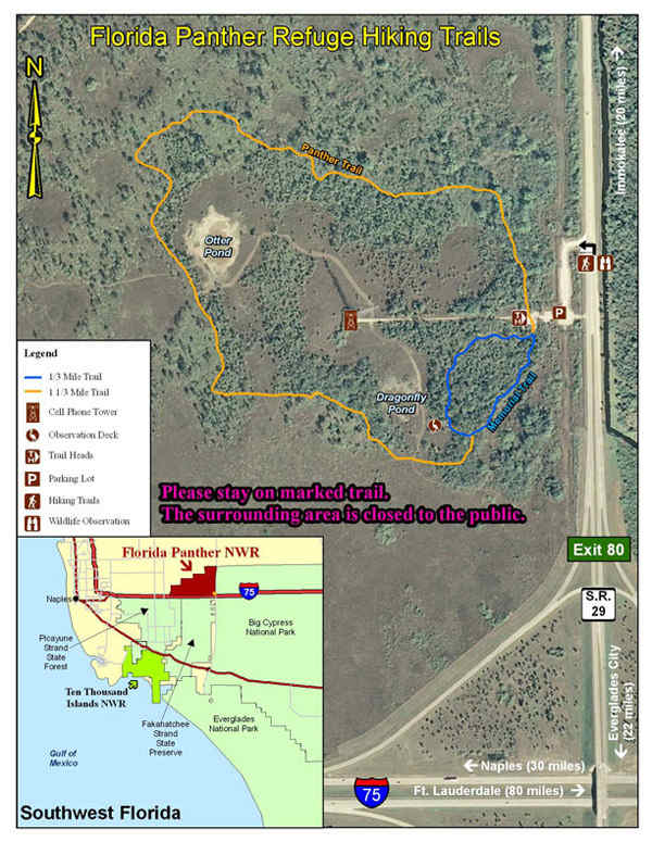 The Florida Panther: Facts and Conservation Efforts - HubPages
