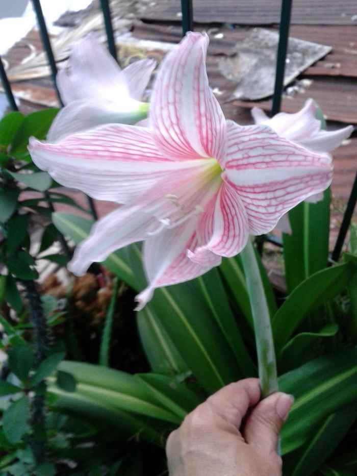 How to Teach the L Blends to Young Kids - HubPages