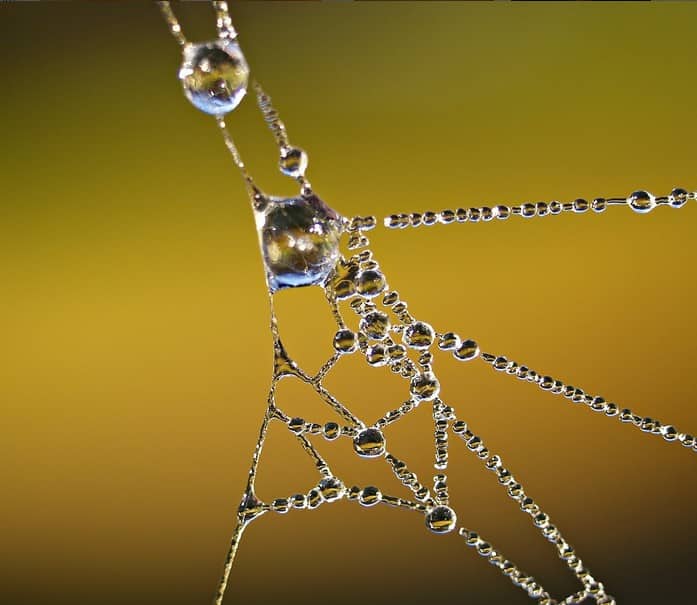 BioEngineering: Turning Goat Milk Into Spider Silk (BioSteel) - HubPages