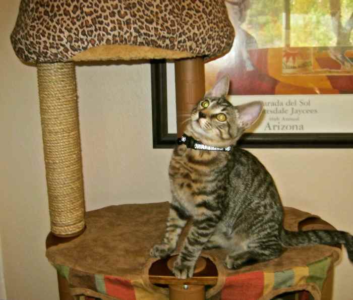 Solvit Kittyscape Cat Tree House: Product Review - HubPages