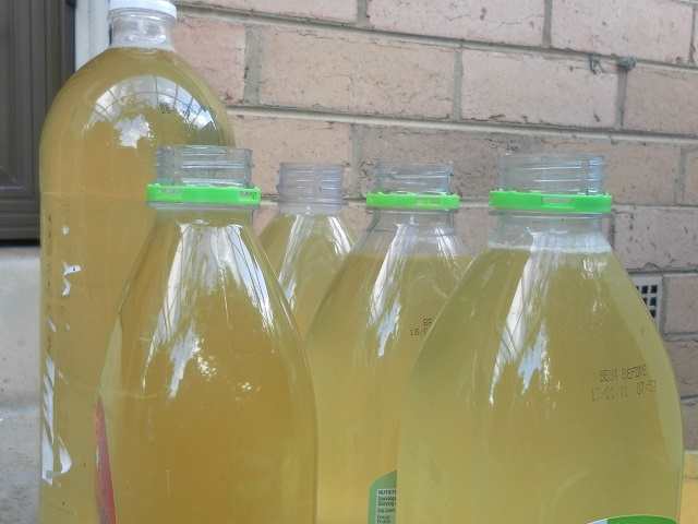 DIY Eco-Friendly Enzymatic Cleaner and Citrus Insect Spray - HubPages