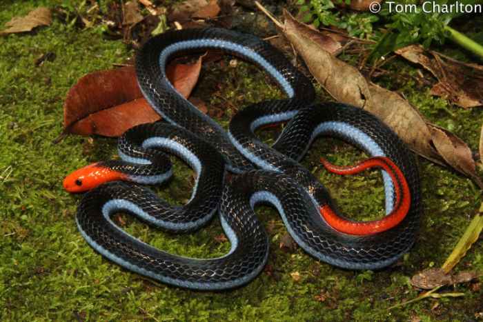 17 Species of Elapids - Amazing Snakes - HubPages