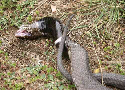 17 Species of Elapids - Amazing Snakes - HubPages