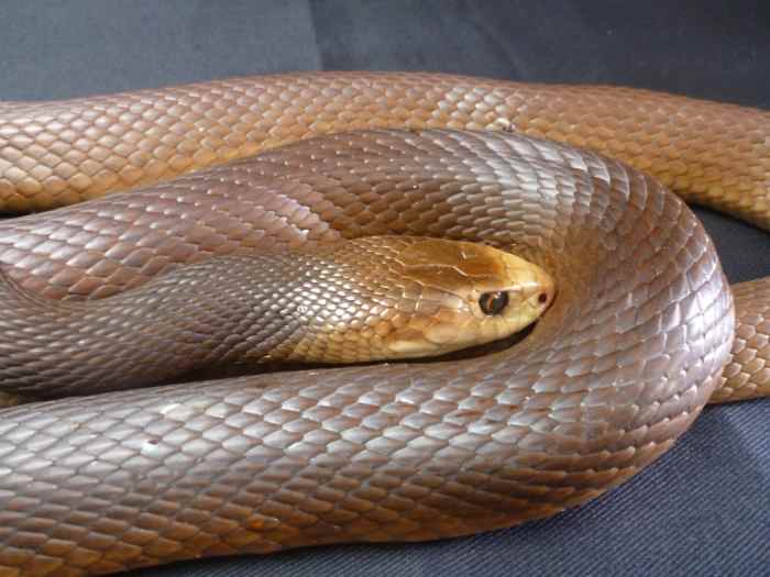 17 Species of Elapids - Amazing Snakes - HubPages