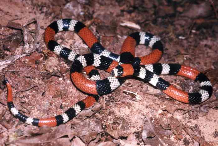 17 Species of Elapids - Amazing Snakes - HubPages