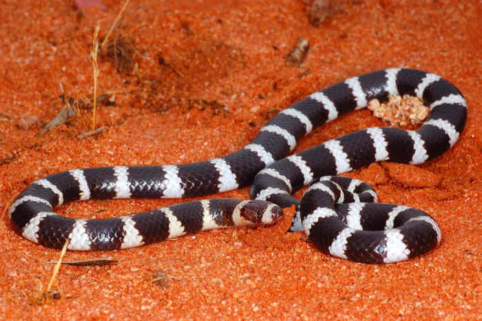 17 Species of Elapids - Amazing Snakes - HubPages
