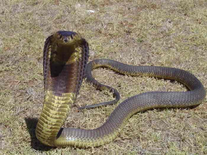 17 Species of Elapids - Amazing Snakes - HubPages