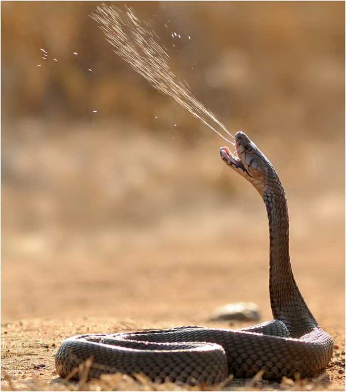 17 Species of Elapids - Amazing Snakes - HubPages